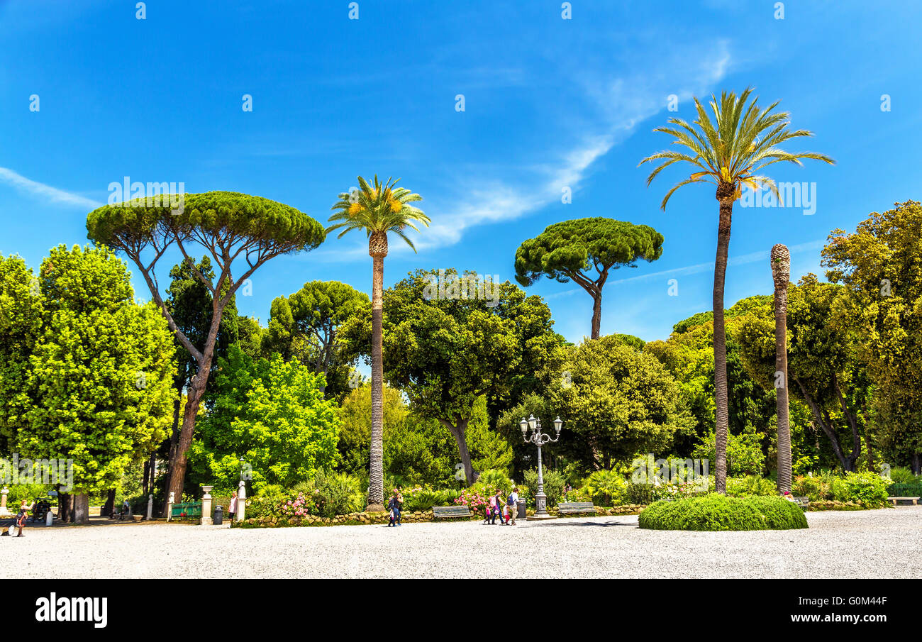 Tropical trees on Piazzale Napoleone I in Rome Stock Photo - Alamy