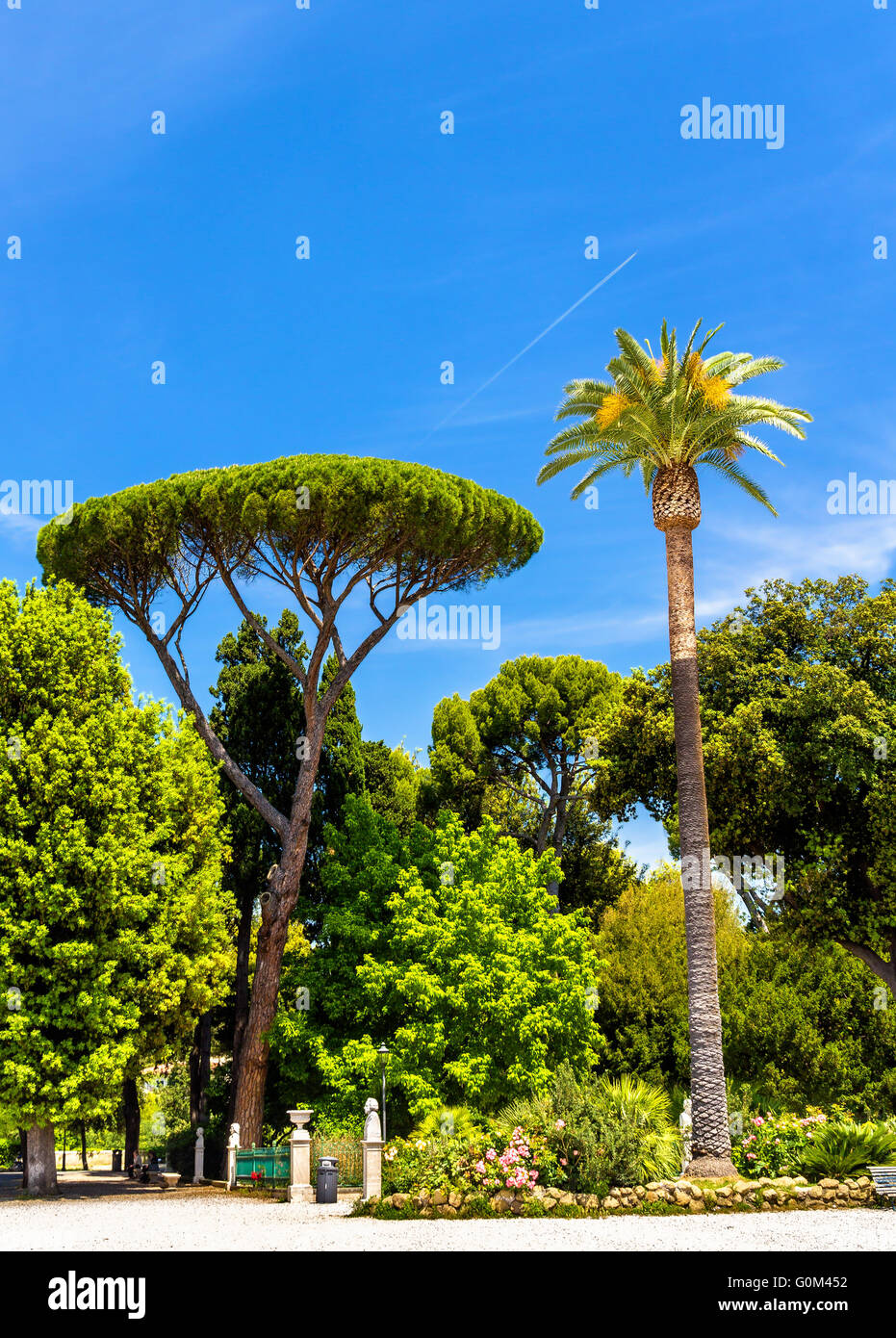 Palm trees rome italy hi-res stock photography and images - Alamy
