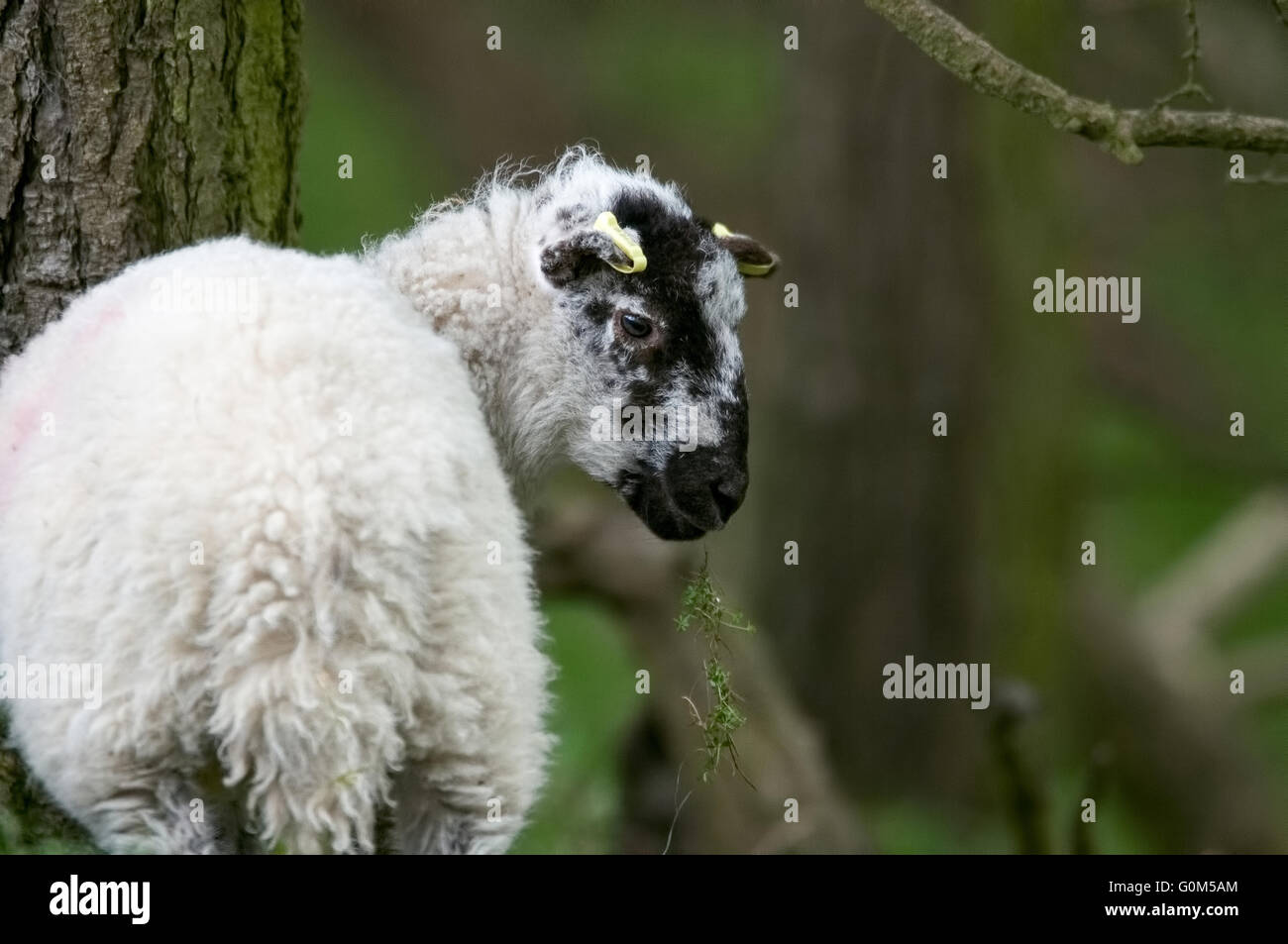 Cute lamb hi-res stock photography and images - Alamy