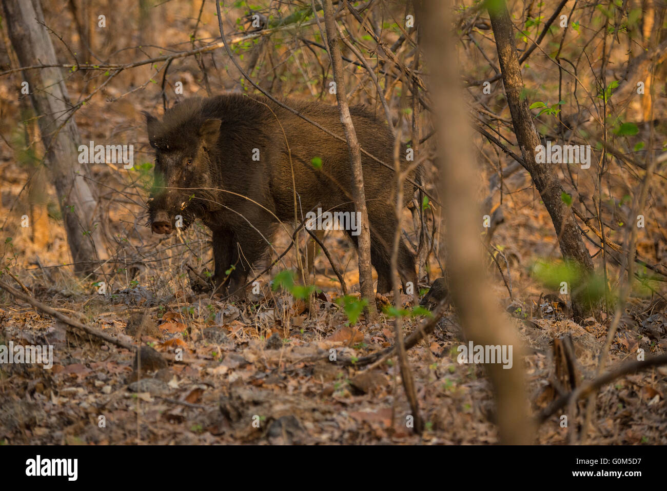 Wild boar tusks hi-res stock photography and images - Alamy