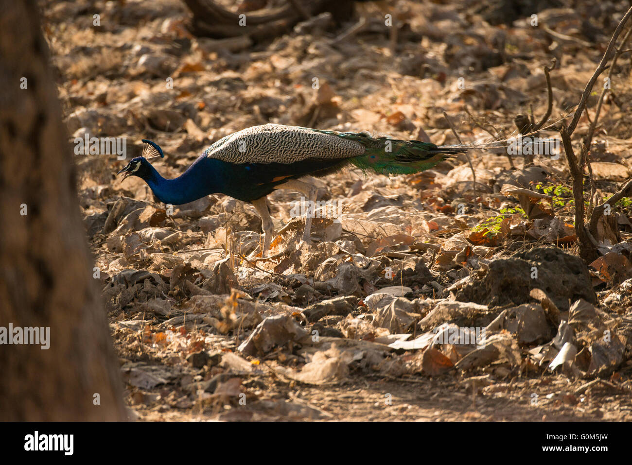 An Indian male Peacock forages in the dense under growth of the Sasan ...