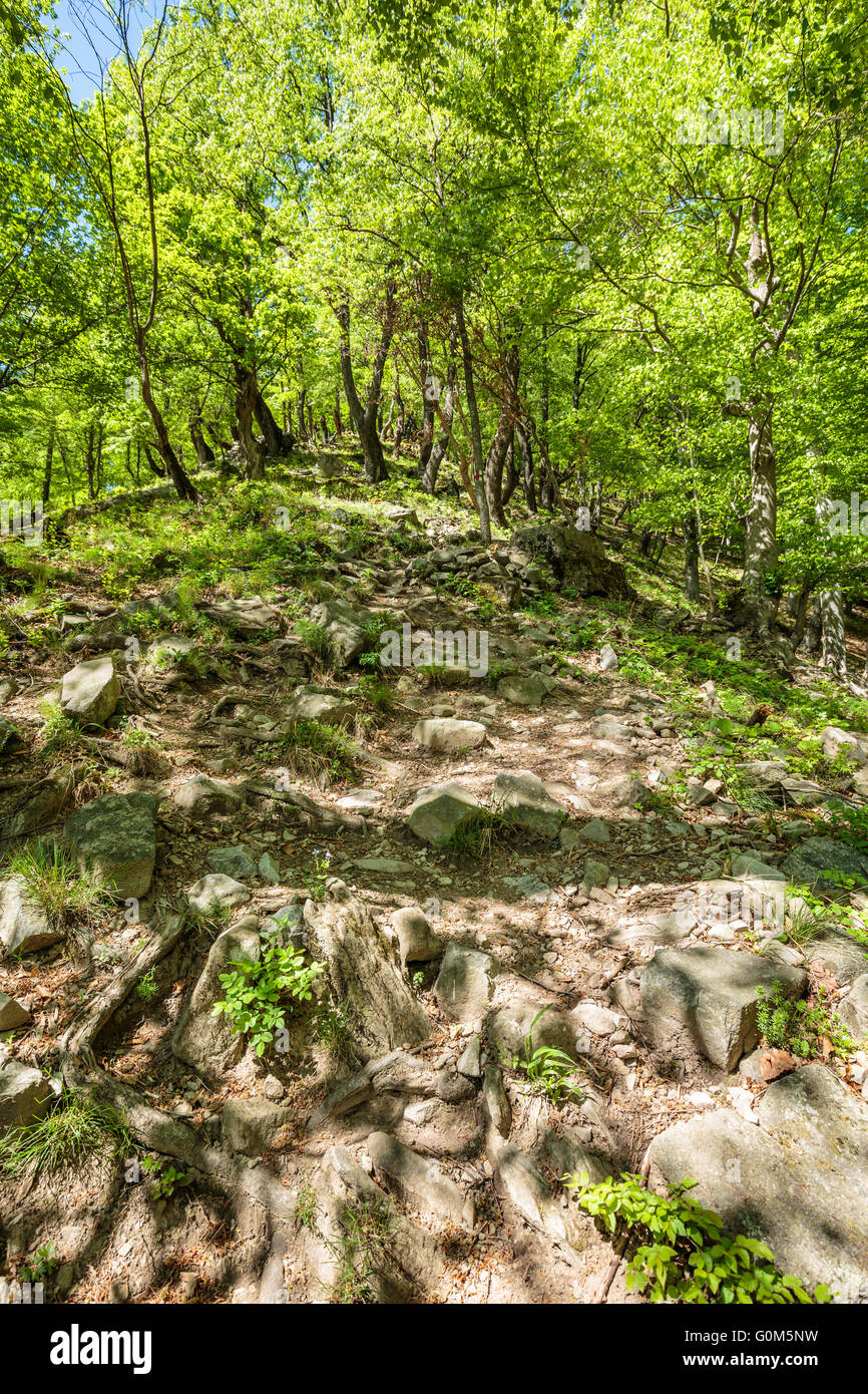Old beech forest with hiking trail in the mountains Stock Photo - Alamy