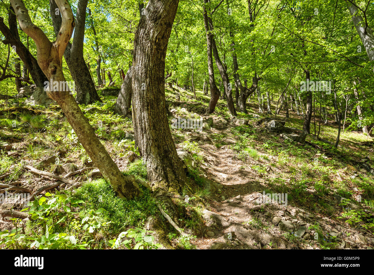 Old beech forest with hiking trail in the mountains Stock Photo - Alamy