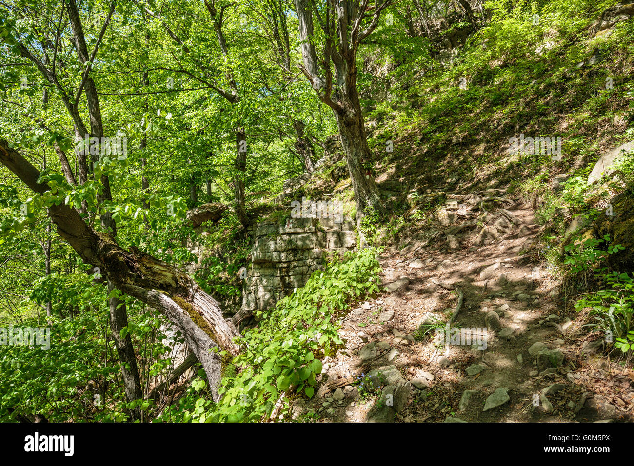 Old beech forest with hiking trail in the mountains Stock Photo - Alamy