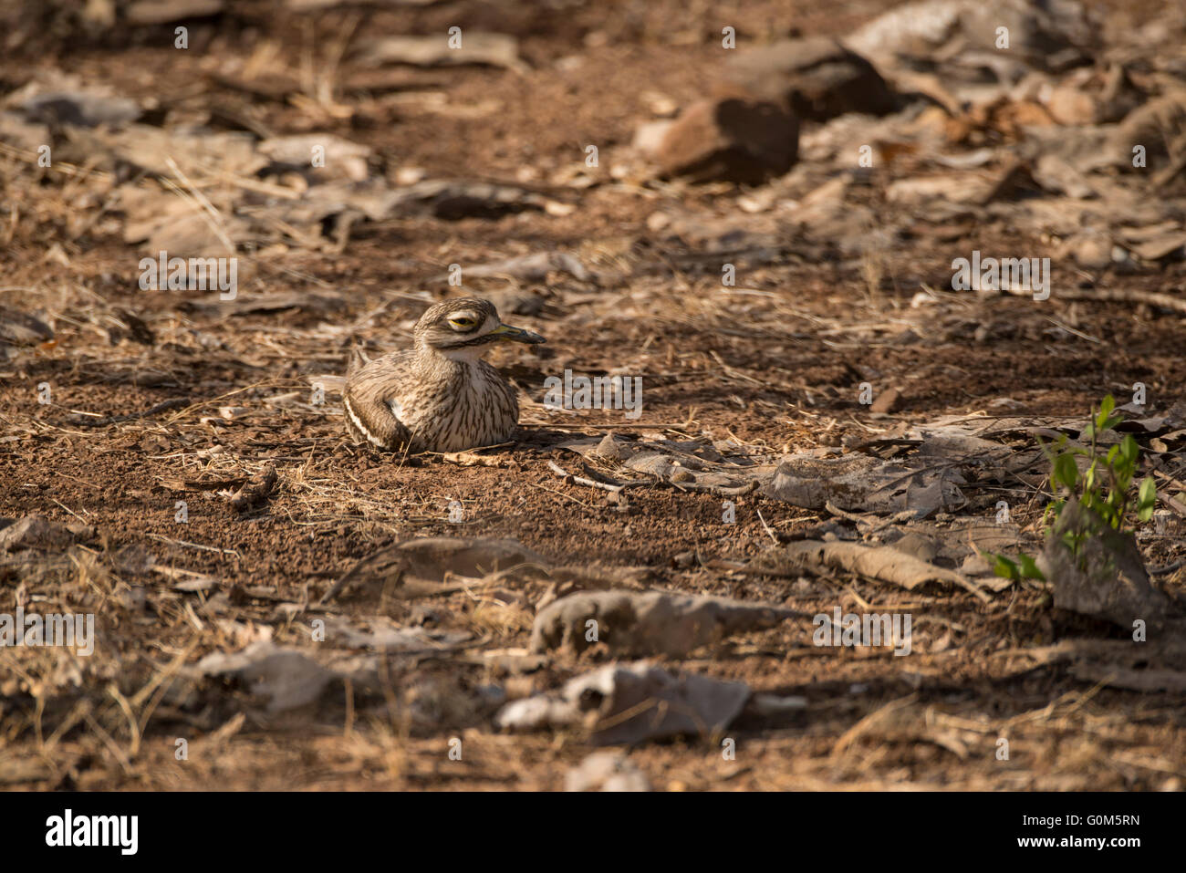 Scrub stone curlew hi-res stock photography and images - Alamy