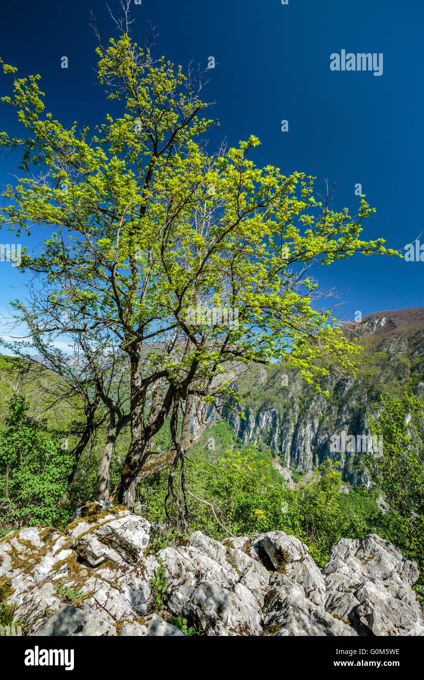 Picturesque landscape with limestone mountains covered in vegetation ...