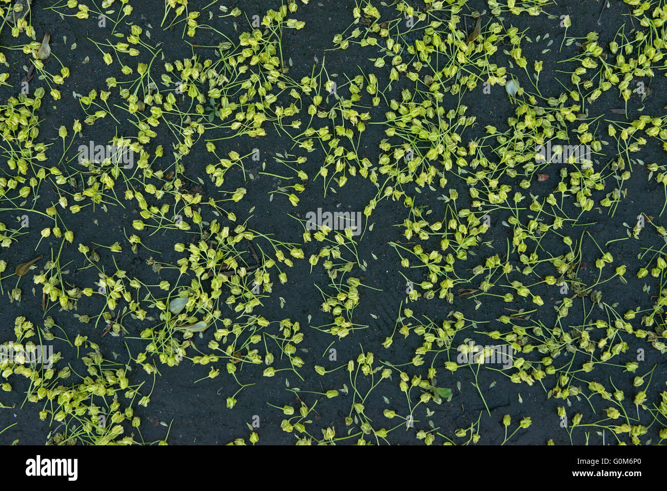 Pattern of fallen flower buds of maple on dark ground are as natural ...