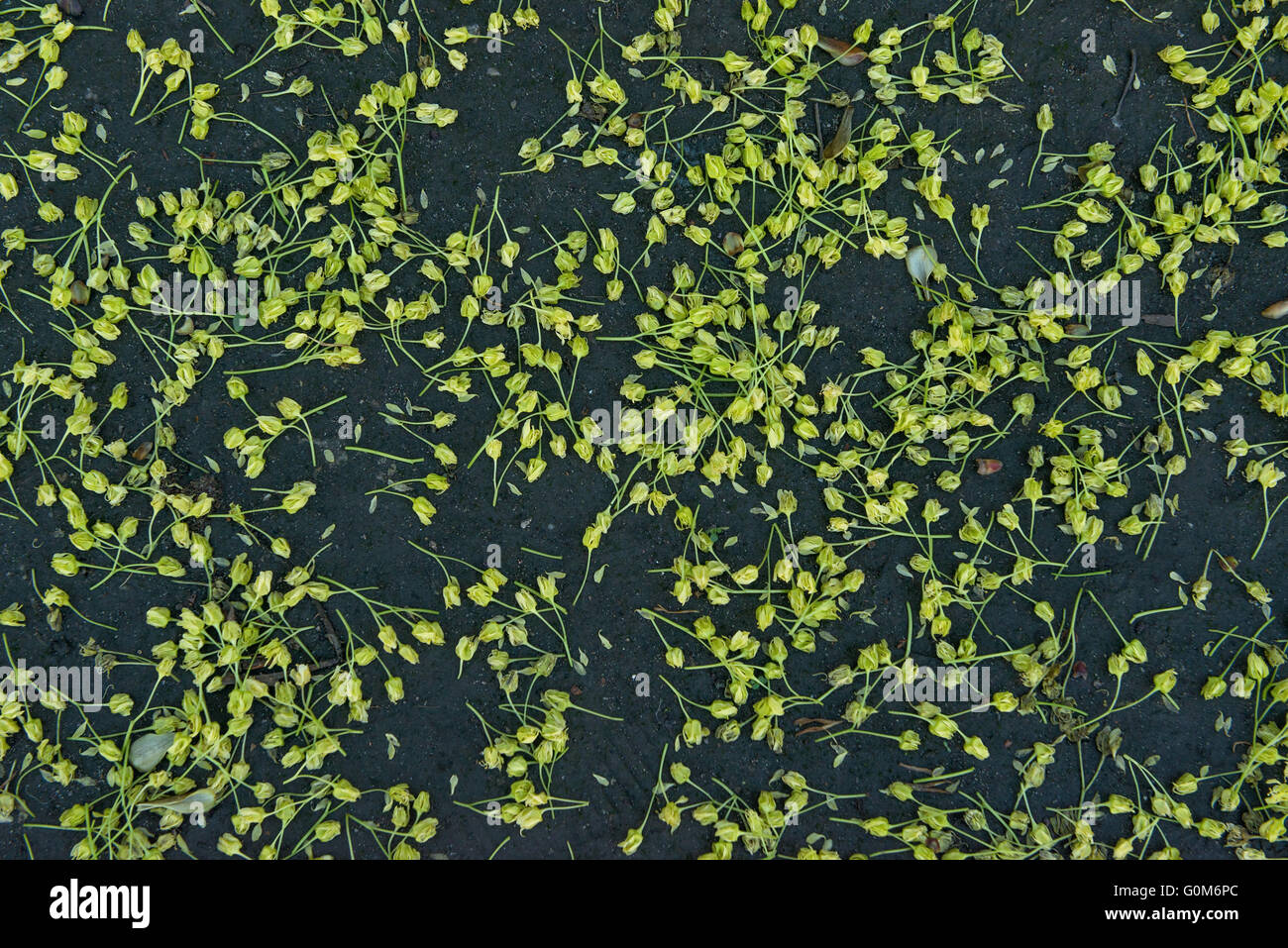 Pattern of fallen flower buds of maple on dark ground are as natural ...