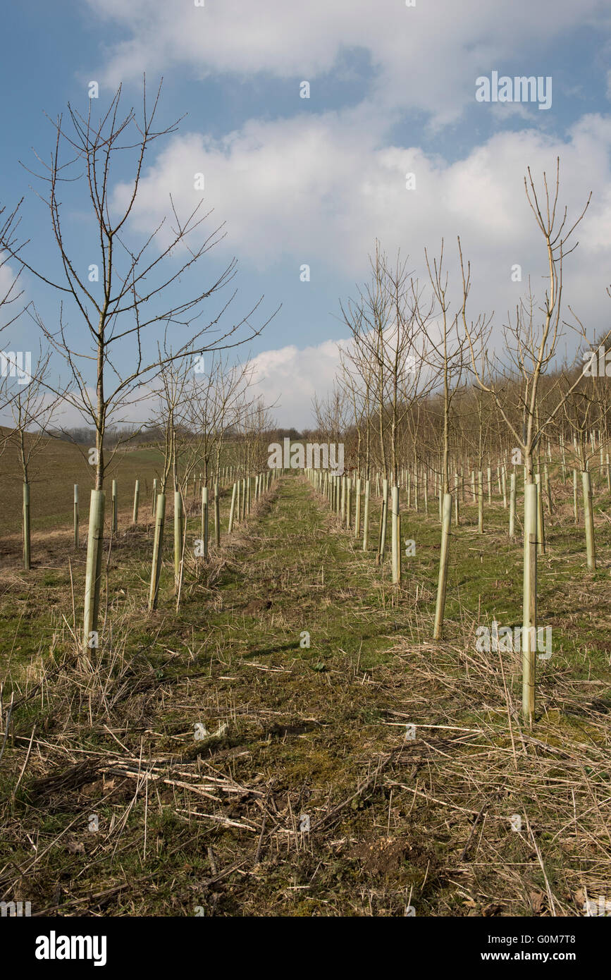 Young bare leafless deciduous trees with plastic guards in farm ...