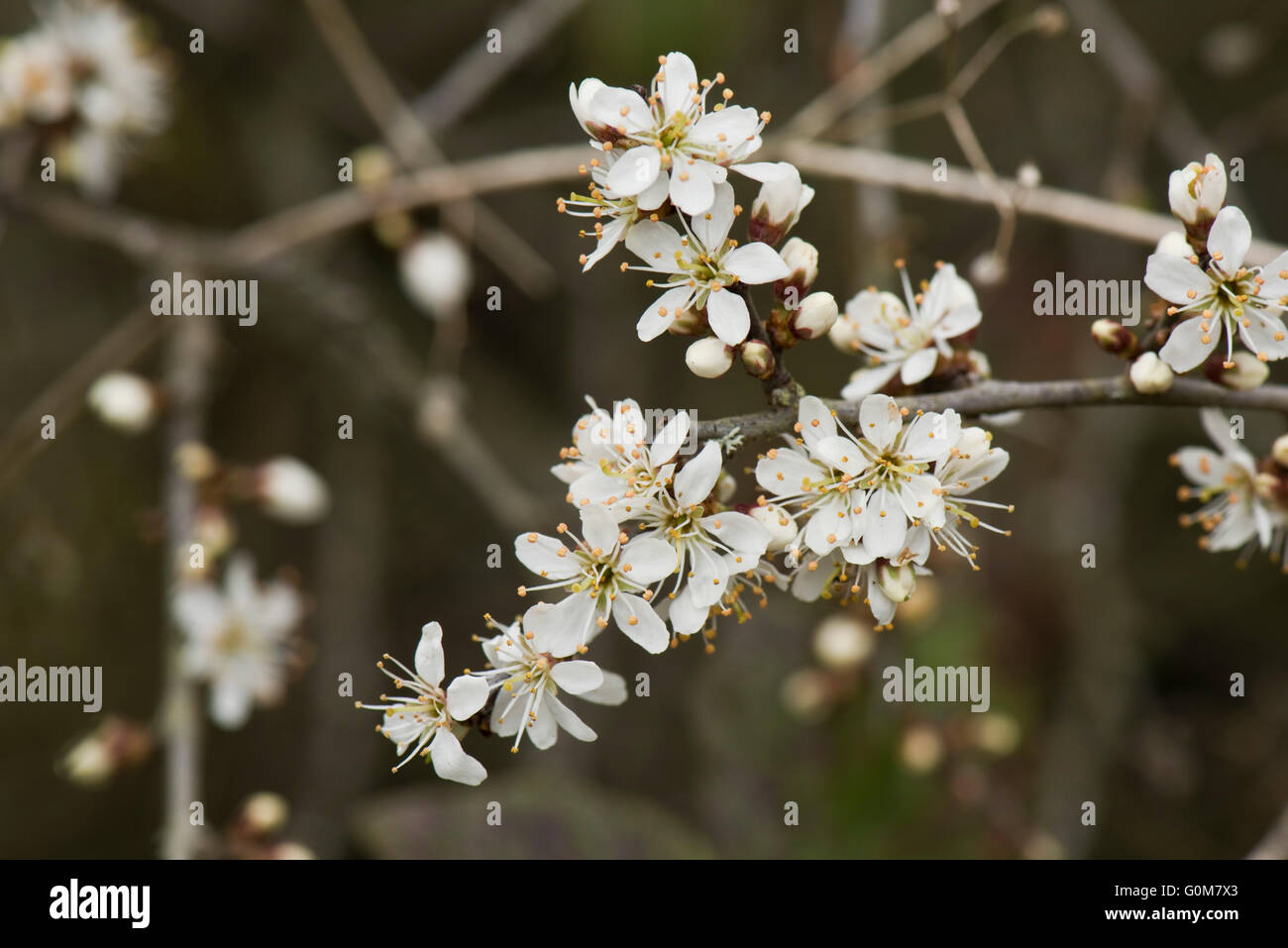 Flowers on blackthorn or sloe, Prunus spinosa, on a leafless hedge bush ...