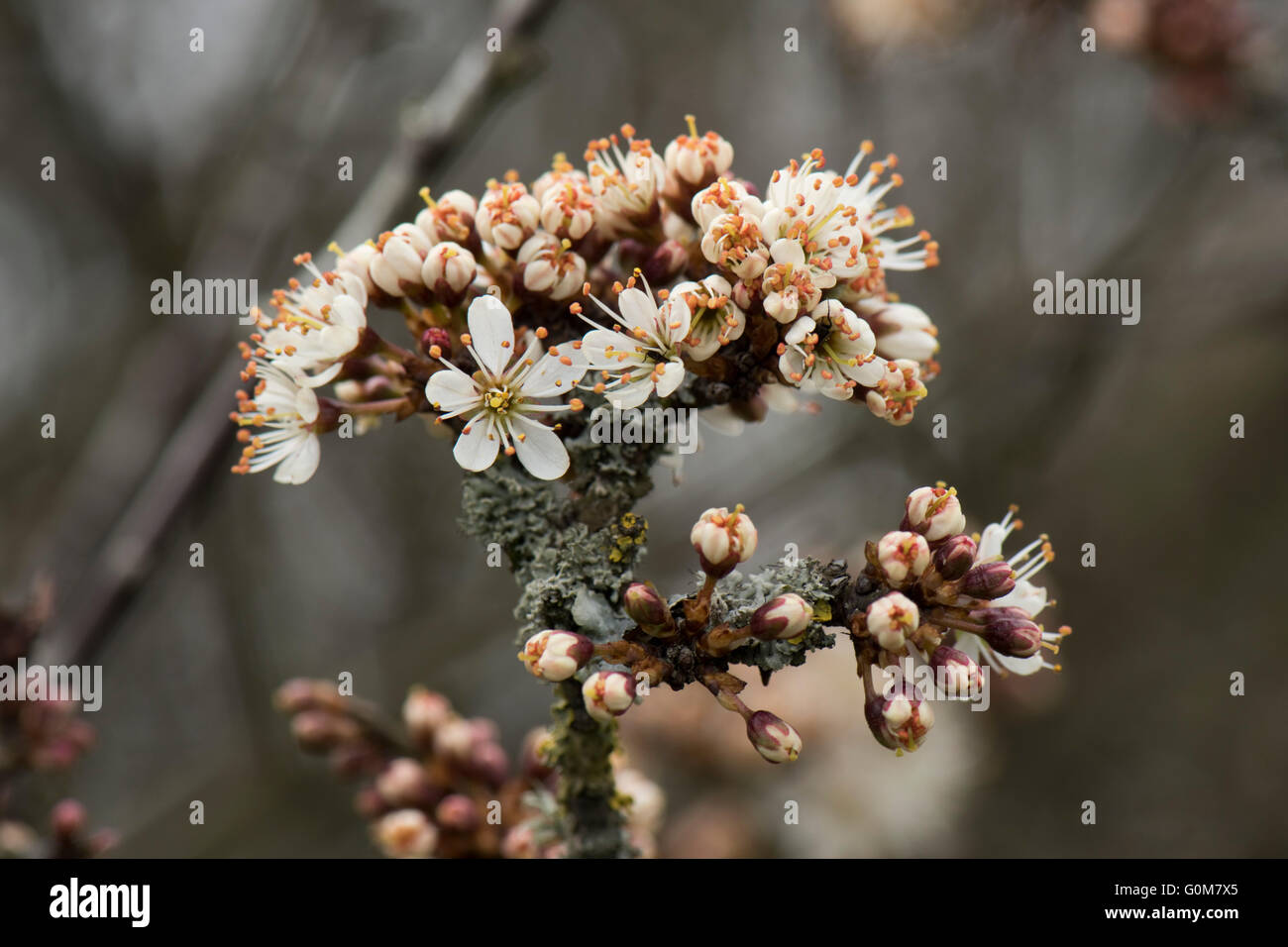 Flowers on blackthorn or sloe, Prunus spinosa, on a leafless hedge bush ...
