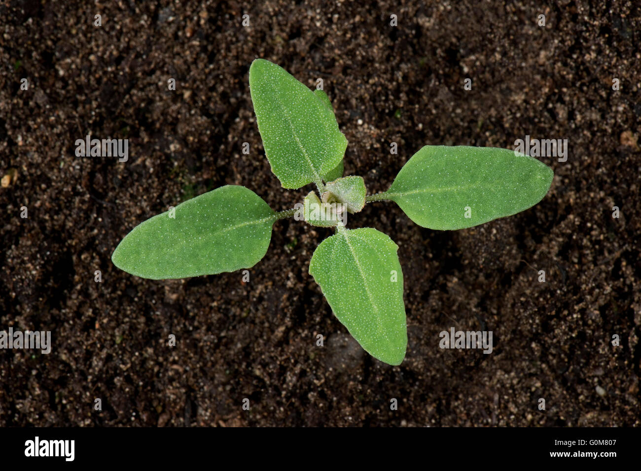 Fat-hen, Chenopodium album, annual arable weed seedling with cotyledons ...