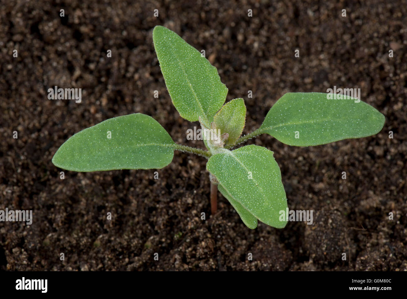 Fat hen weed High Resolution Stock Photography and Images - Alamy