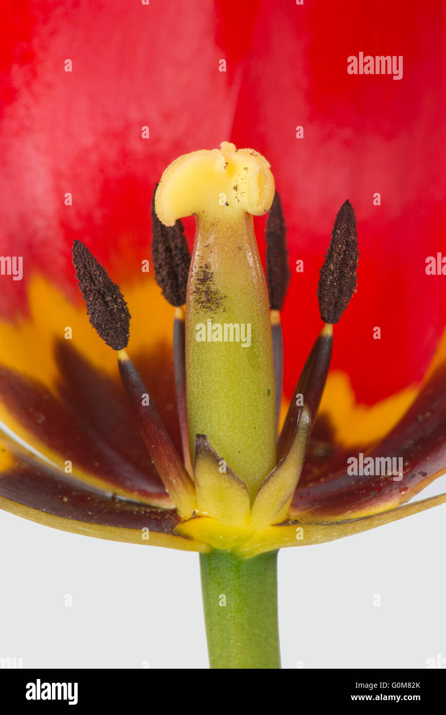 Red structure hi-res stock photography and images - Alamy