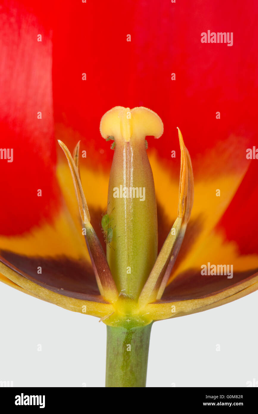 Section cut through a red tulip flower showing immature anthers and ...