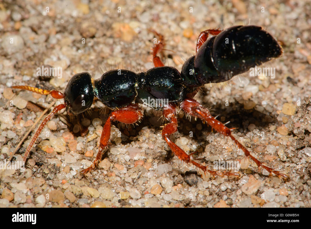Blue Ant female Stock Photo - Alamy