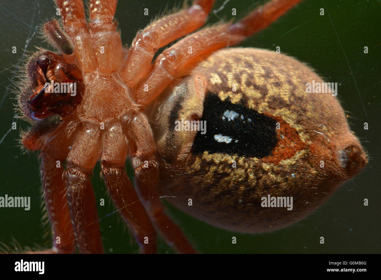 Huntsman spider australia hi-res stock photography and images - Alamy