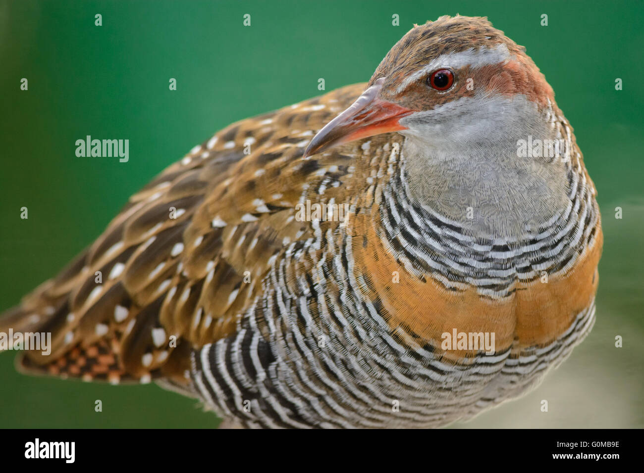 Buff Banded Rail Stock Photo - Alamy