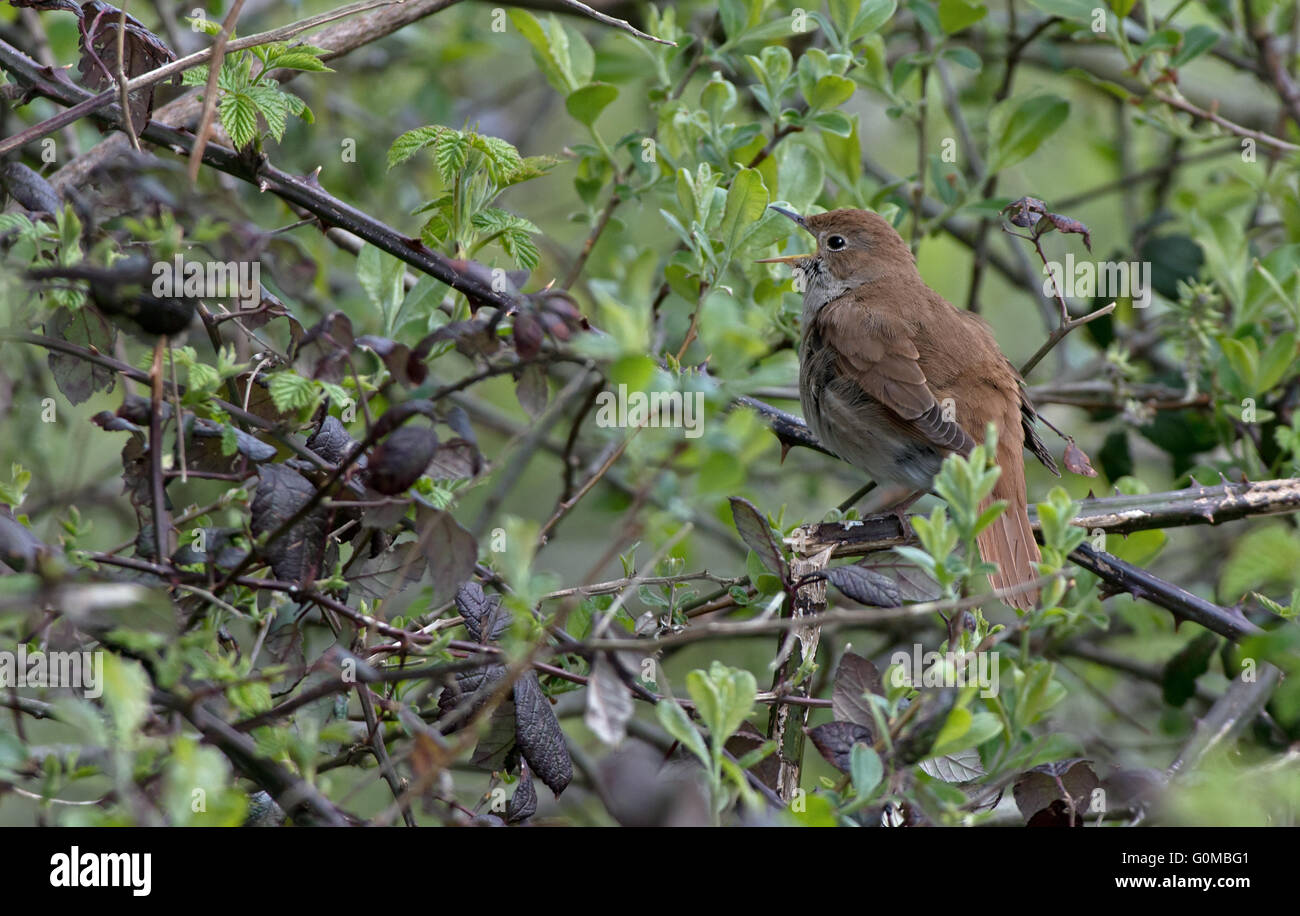 Singing nightingale britain hi-res stock photography and images - Alamy