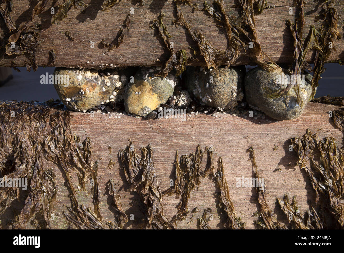 Cobbles wedged in between wooden groynes by the sea Stock Photo - Alamy