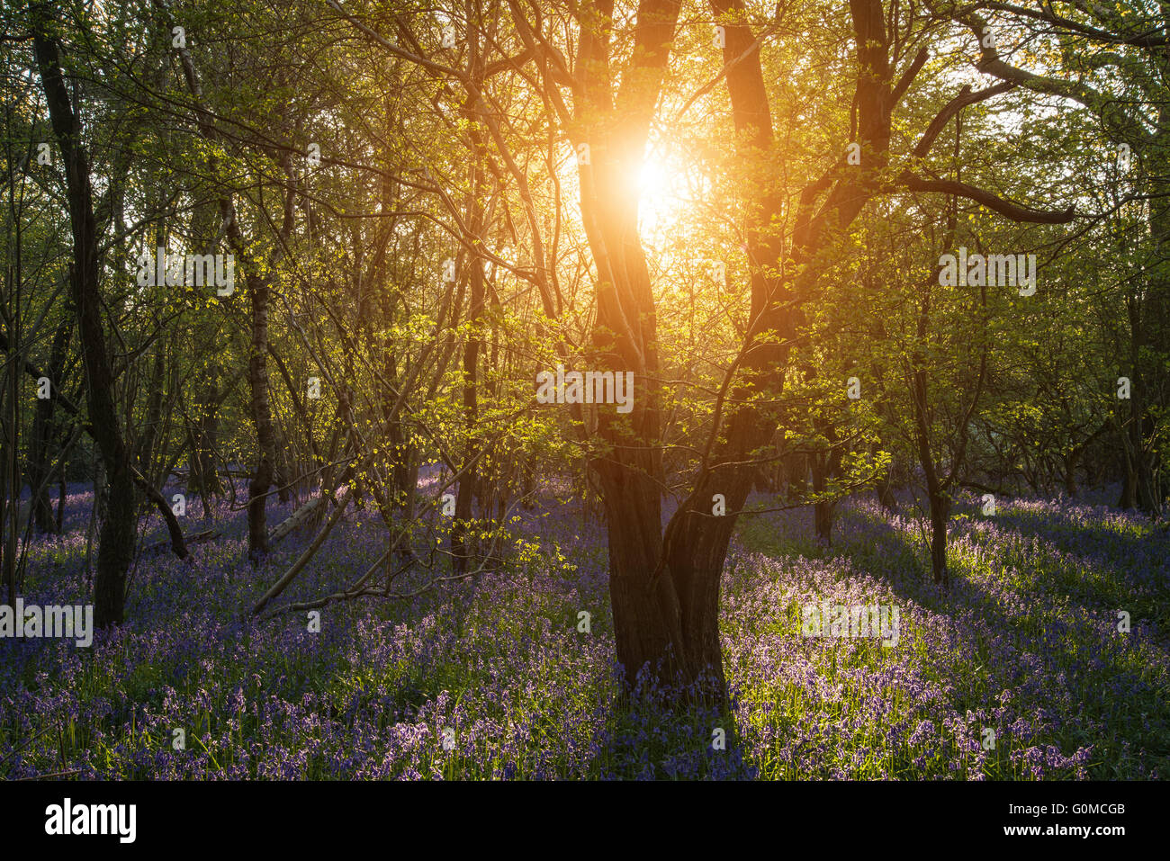 Beautiful landscape of bluebell forest in Spring in English countryside ...