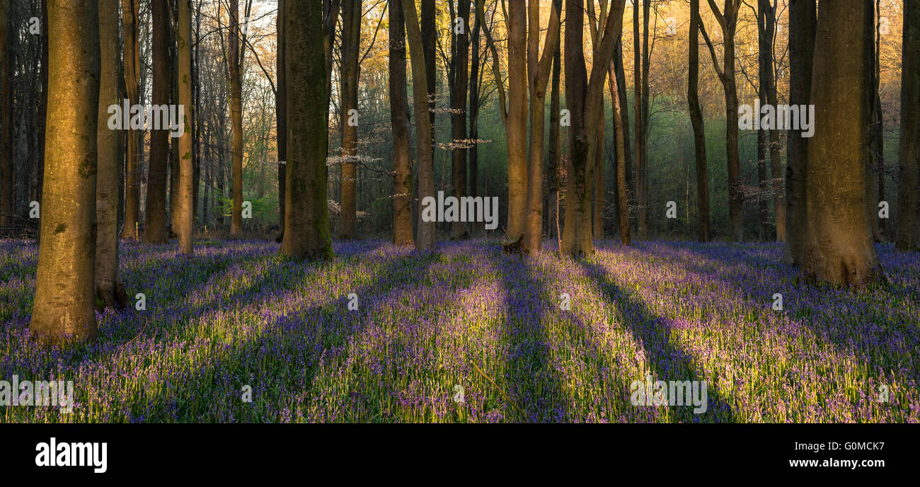 Beautiful landscape of bluebell forest in Spring in English countryside ...
