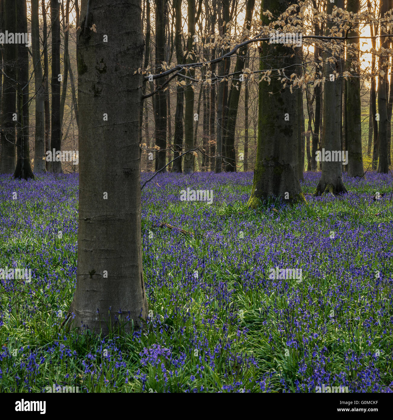 Beautiful landscape of bluebell forest in Spring in English countryside ...