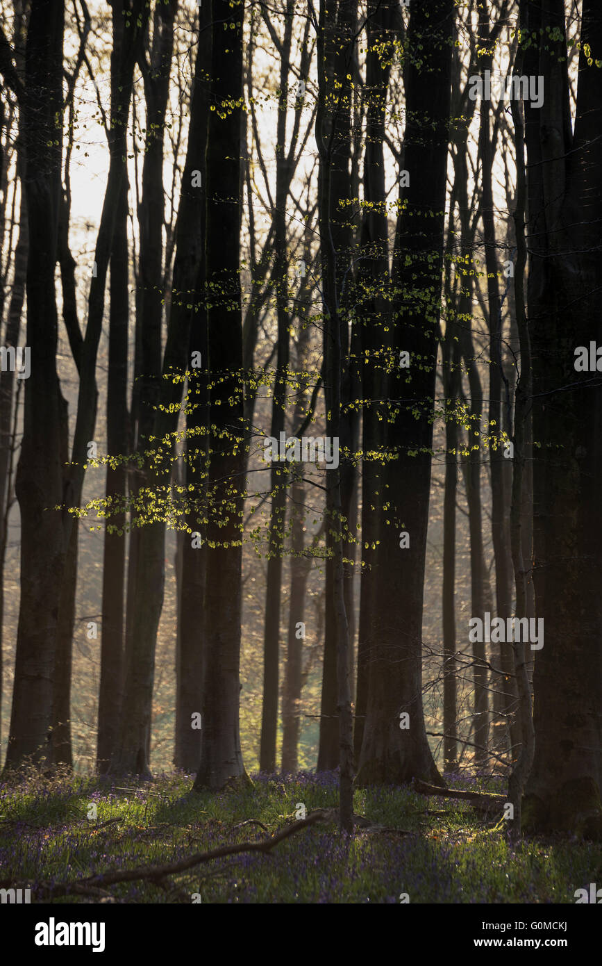 Beautiful early morning forest landscape in Spring with sunlight glow ...