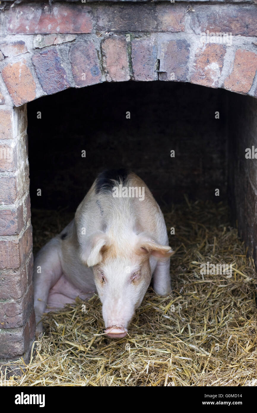 Ancient pig sty hi-res stock photography and images - Alamy