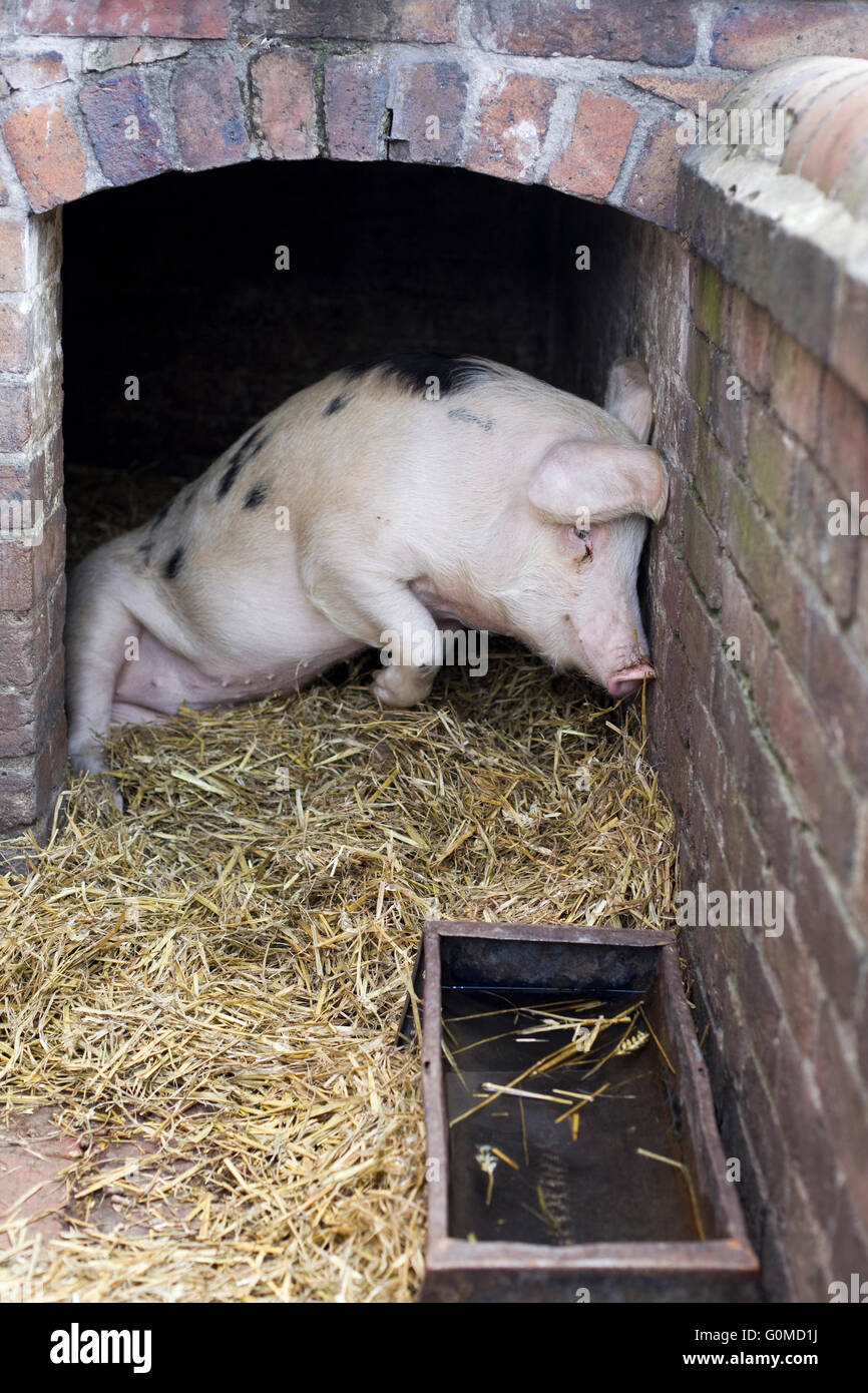 Gloucestershire old spot pig hi-res stock photography and images - Alamy