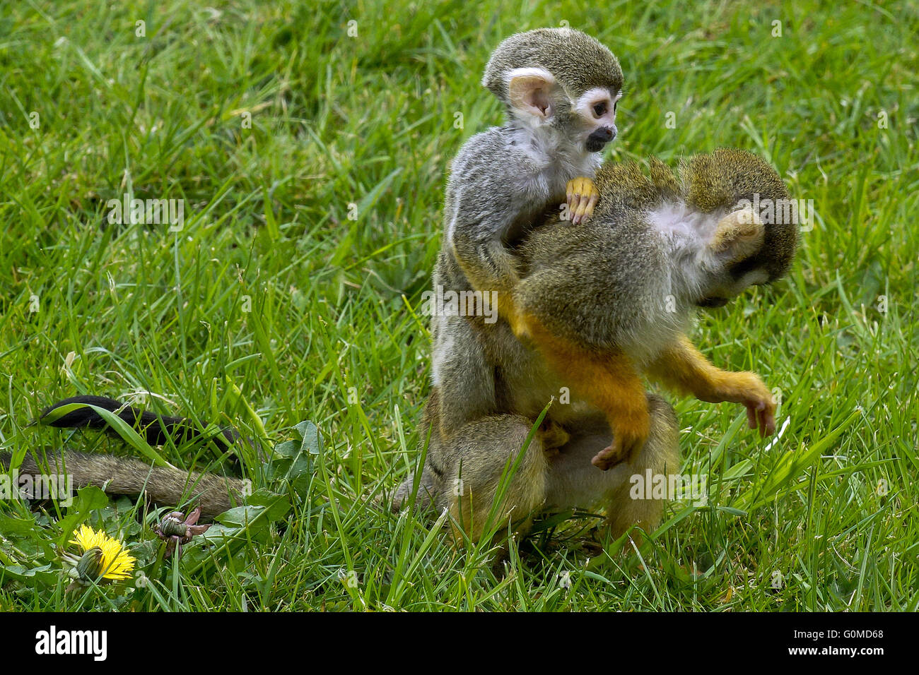 Squirrel monkeys at Folly Farm, Tenby, S.Wales Stock Photo - Alamy