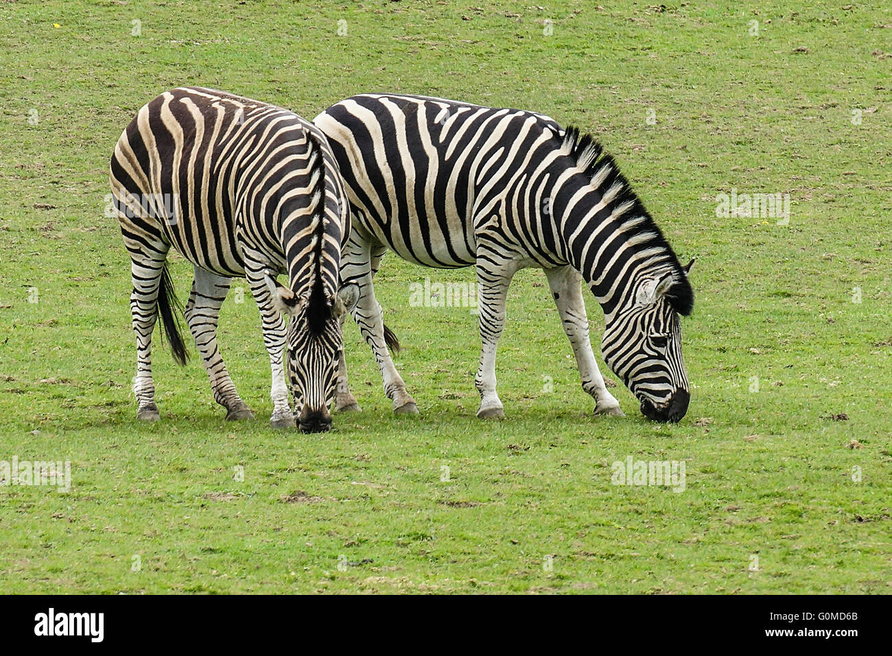 Zebra at Folly Farm, Tenby, S. Wales Stock Photo - Alamy