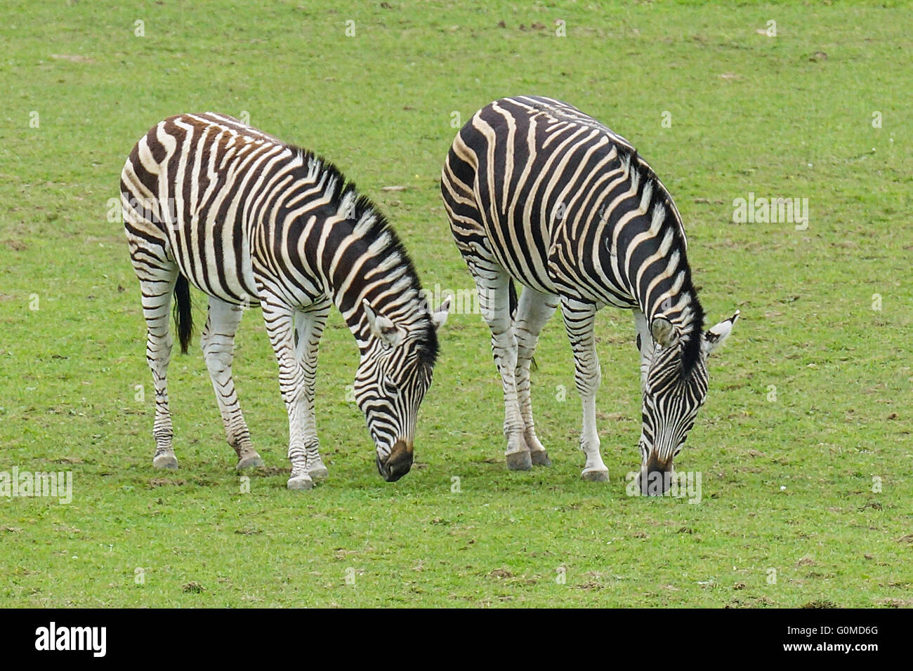 Zebra at Folly Farm, Tenby, S. Wales Stock Photo - Alamy
