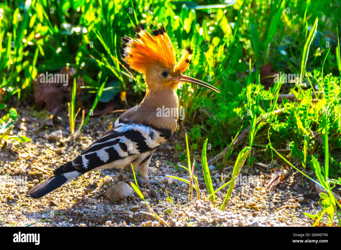 Hoopoe bird hi-res stock photography and images - Alamy