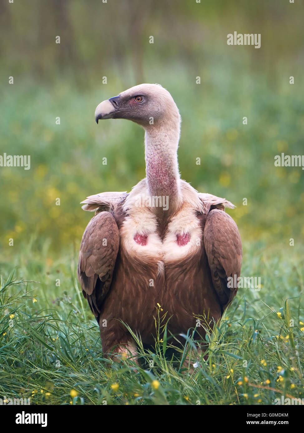 Griffon Vulture Standing In Grass In Its Habitat Stock Photo Alamy