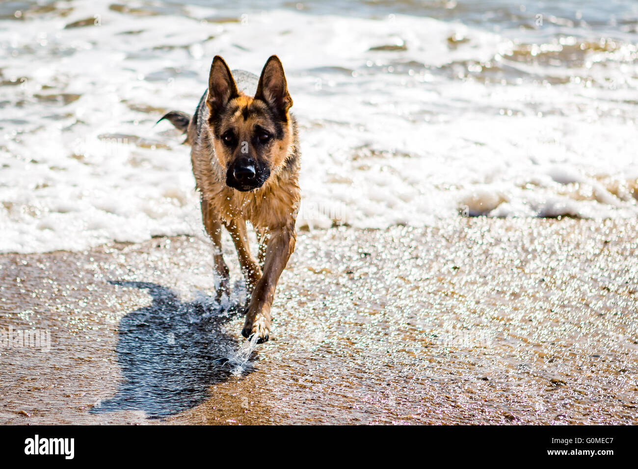 German Shepherd Alsatian playing on a pebble beach Stock Photo - Alamy