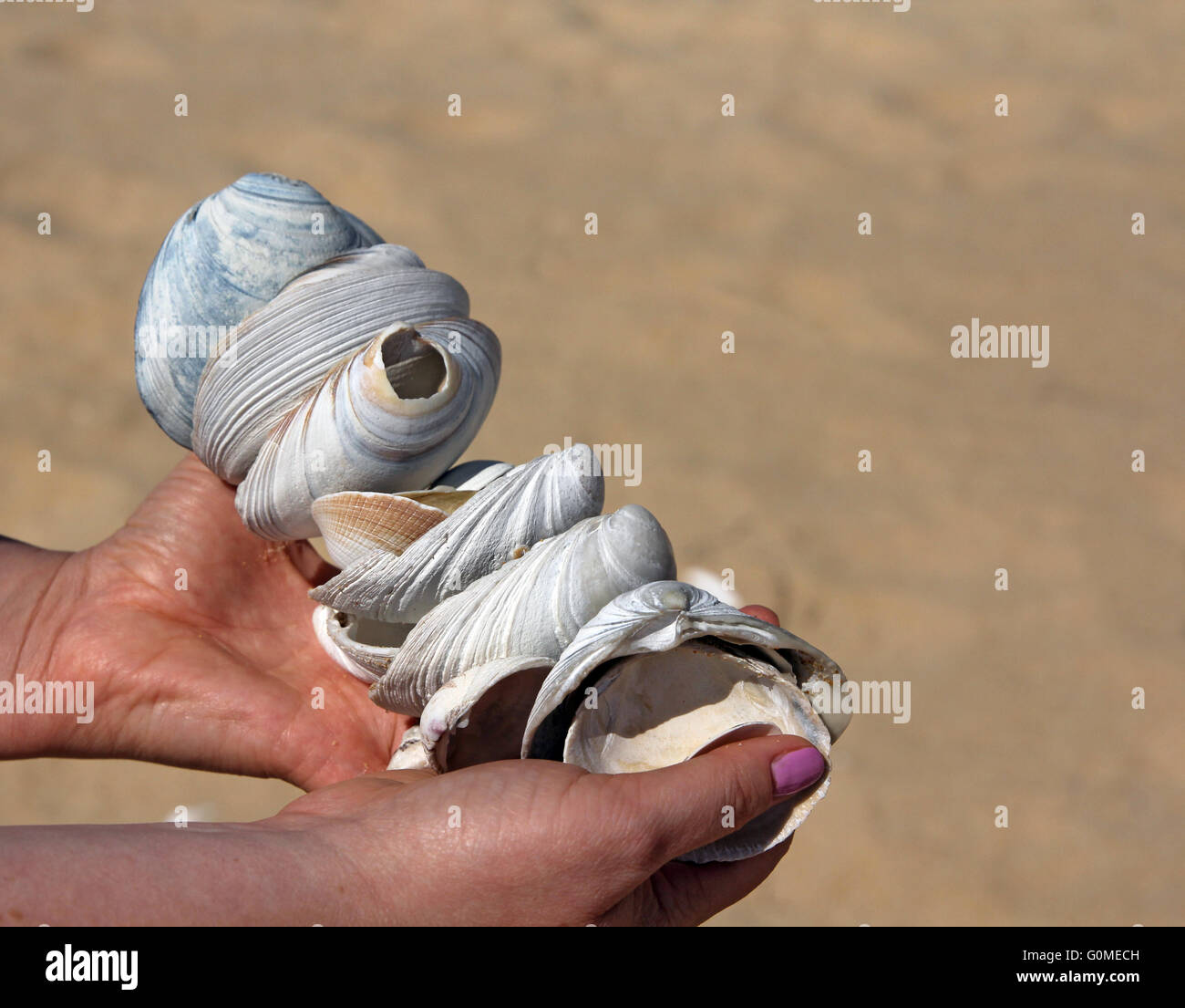 Handful of sea shells hi-res stock photography and images - Alamy