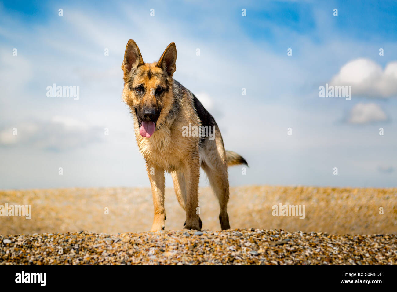 Alsatian German Shepherd Dog playing on a pebble beach Stock Photo - Alamy