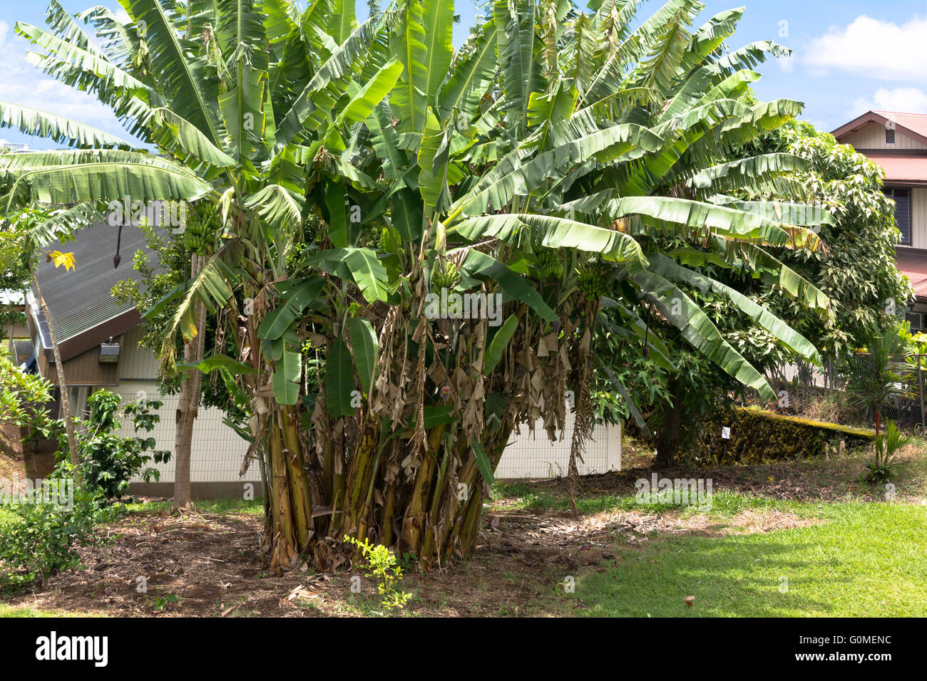 Banana tree trunk hi-res stock photography and images - Alamy