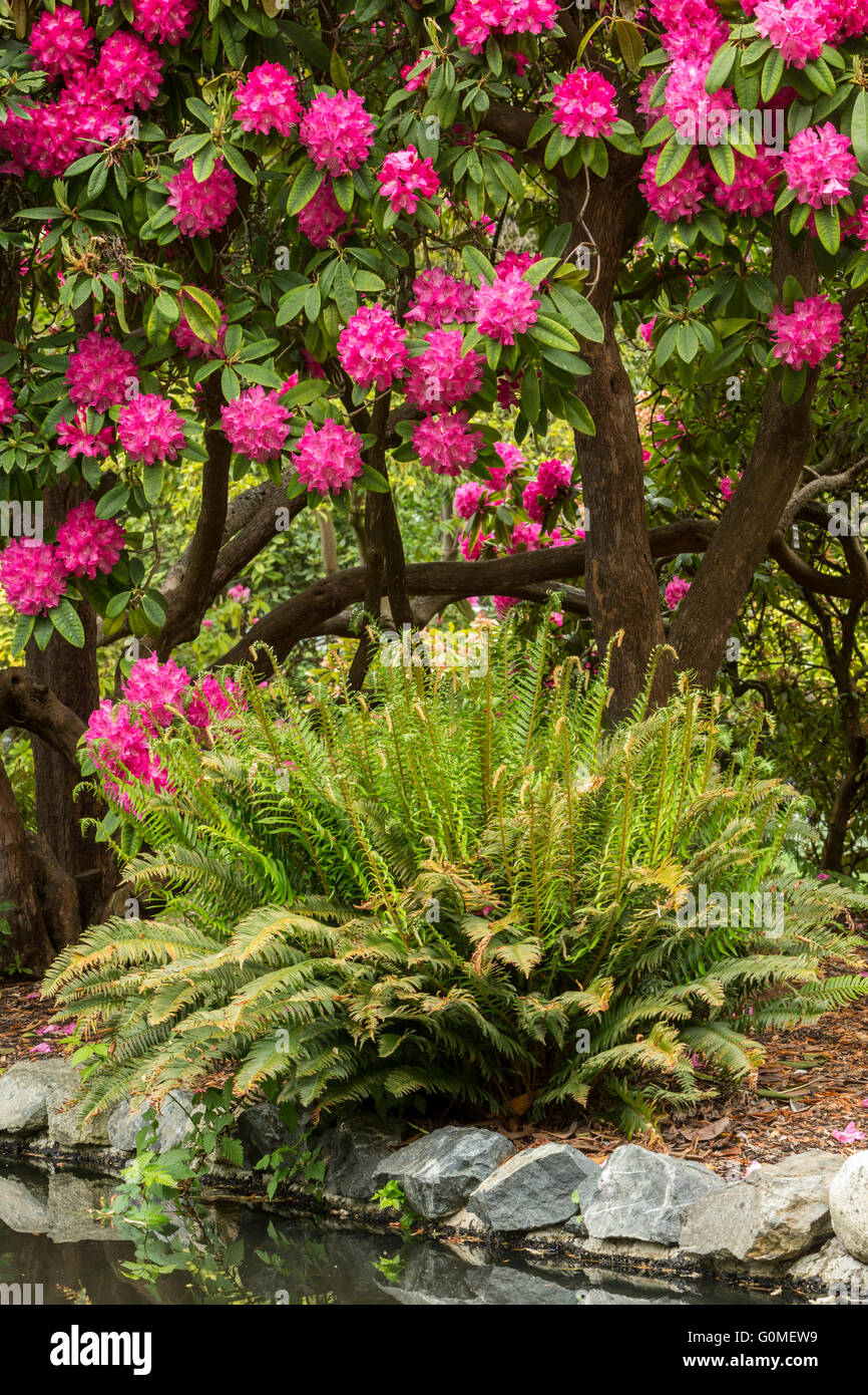Fiddlehead Ferns and Rhododendron flowers in Beacon Hill Park in Spring ...