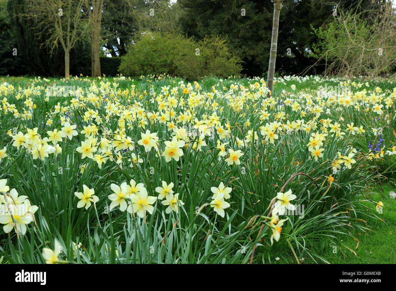 A field of beautiful yellow daffodils Stock Photo - Alamy