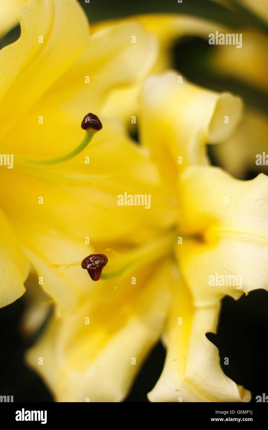 Lilies 2 hi-res stock photography and images - Alamy