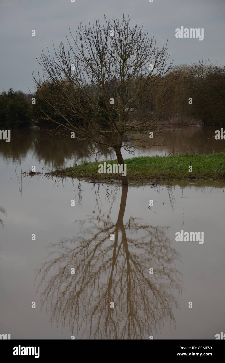 Tree Standing in Flooded Field Stock Photo - Alamy