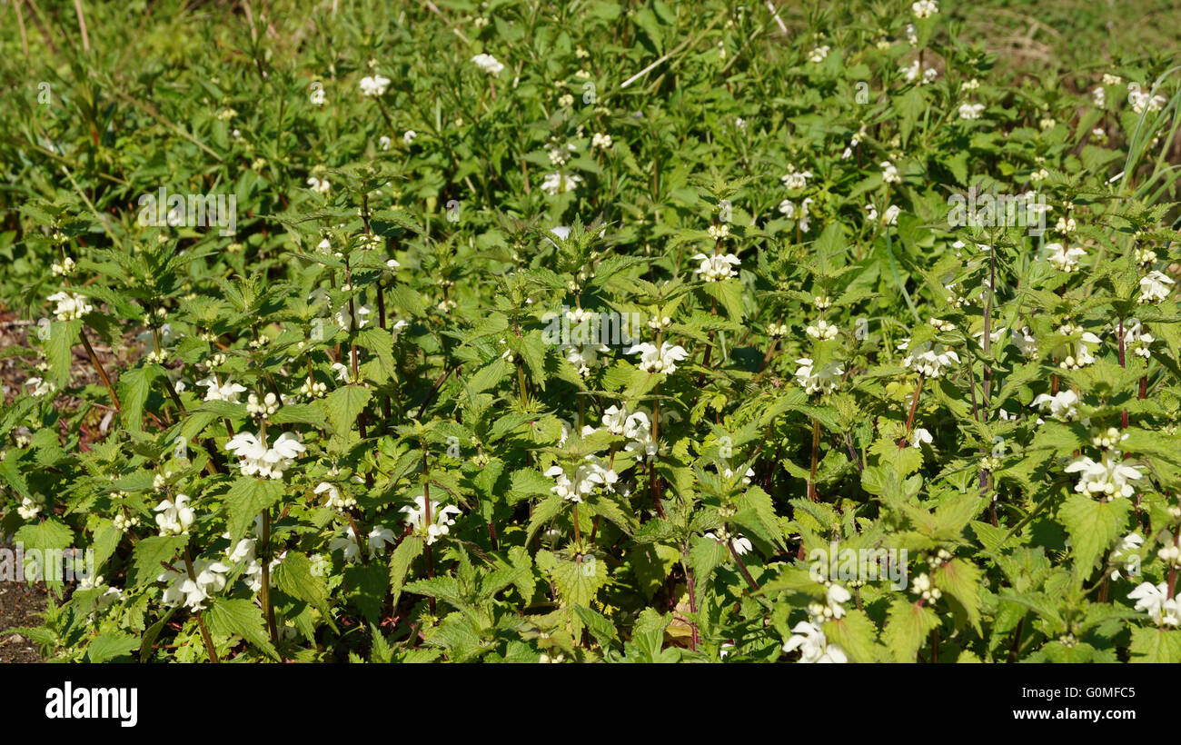 Patch of common stinging nettles with flowers Stock Photo - Alamy