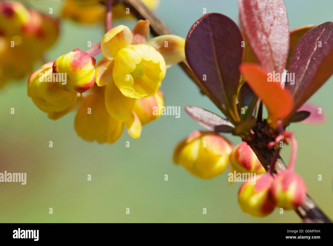 Barberry flower hi-res stock photography and images - Alamy