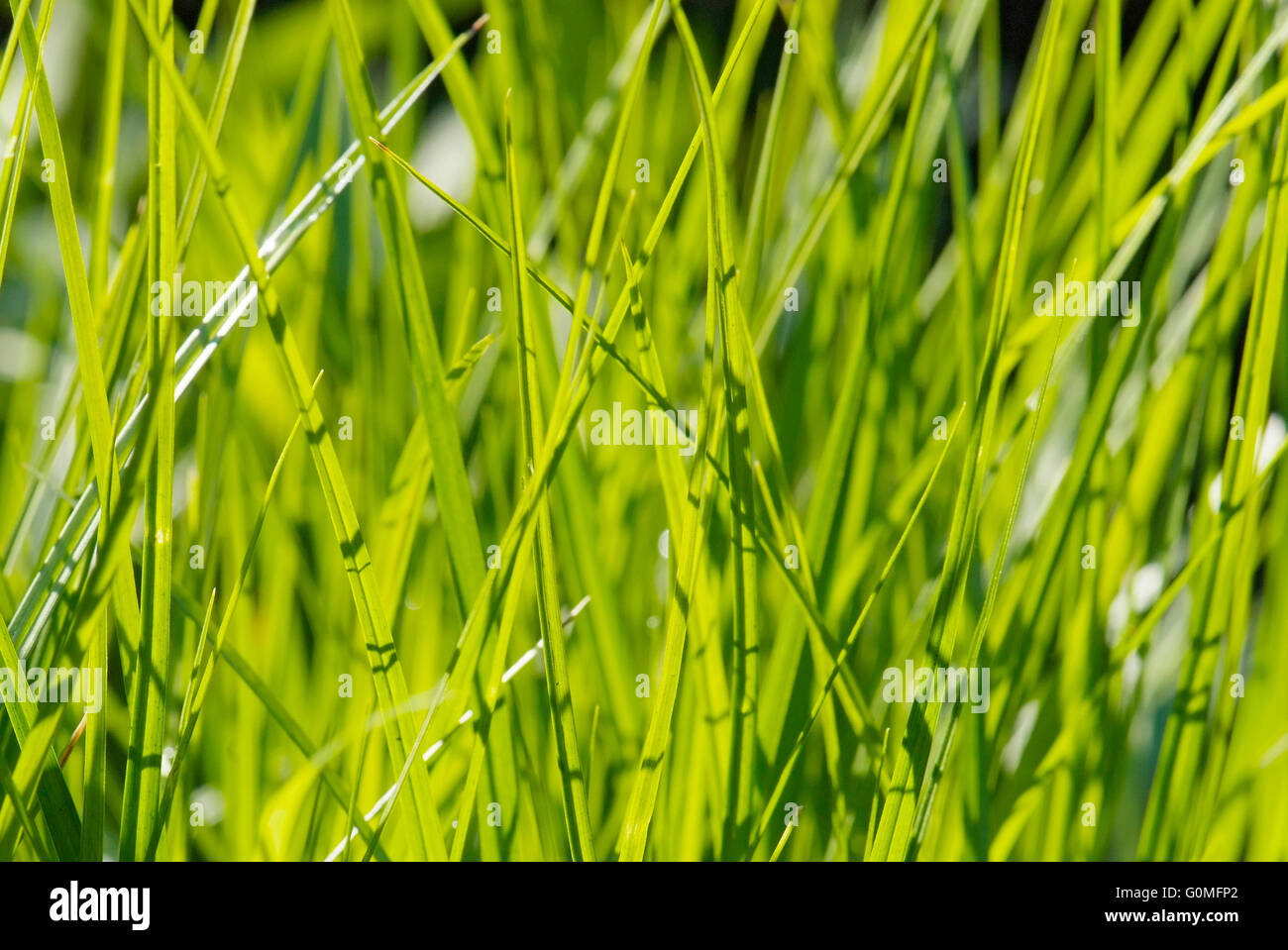 close up young leaves of grass Stock Photo - Alamy