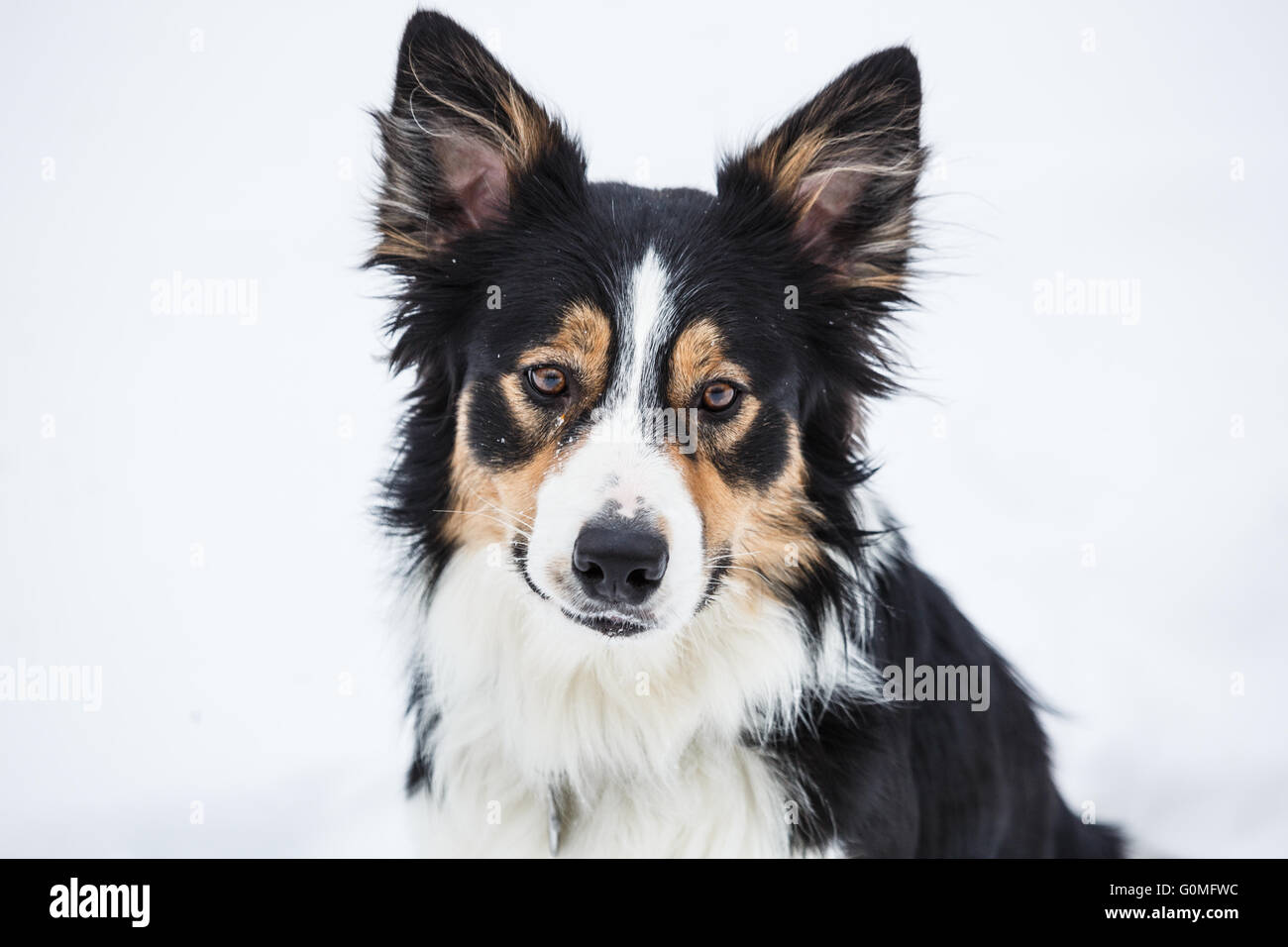 Tricolor border collie Stock Photo - Alamy