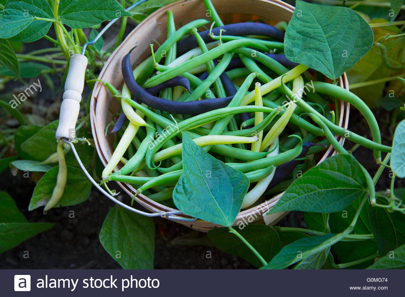 Runner beans in garden hi-res stock photography and images - Alamy