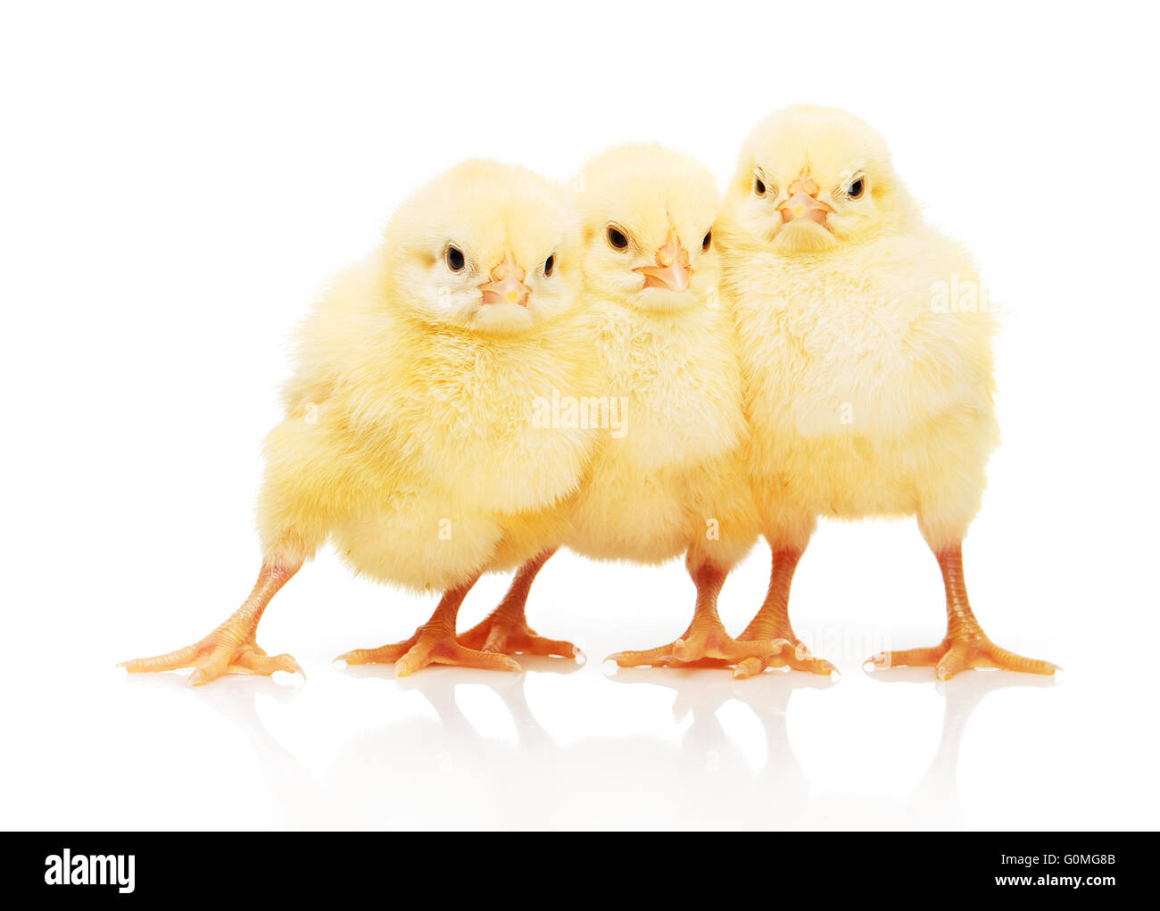 Three small yellow chickens standing close to each other, isolated on ...