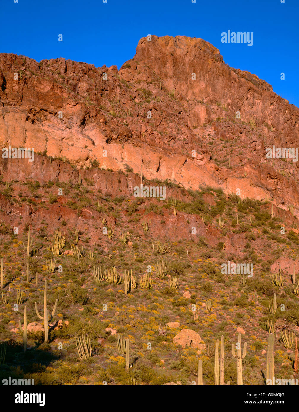 USA, Arizona, Organ Pipe Cactus National Monument, Diablo Mountains ...